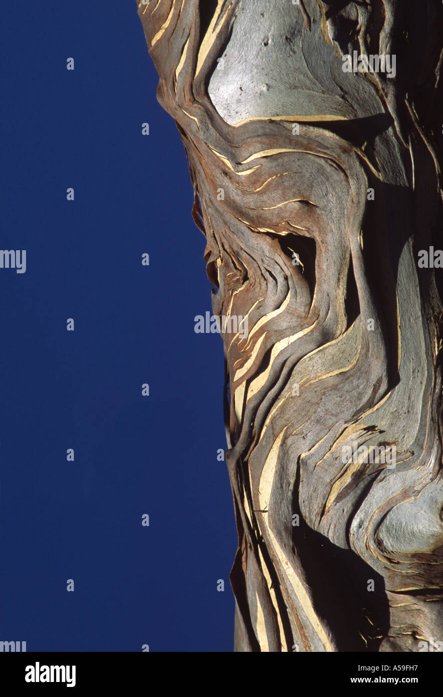 White gum tree hi-res stock photography and images - Alamy