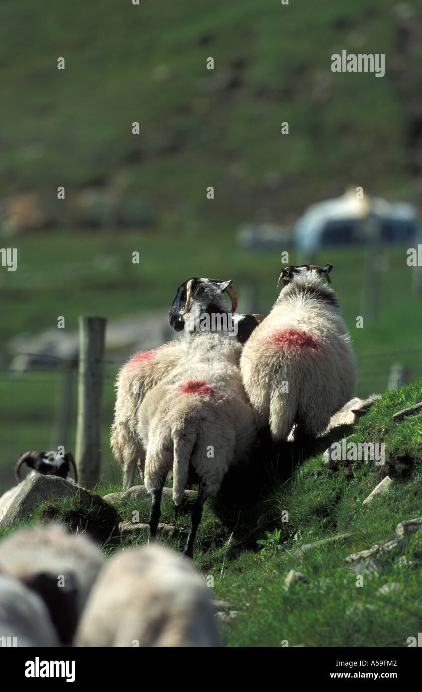 Sheep horns ireland europe hi-res stock photography and images - Alamy