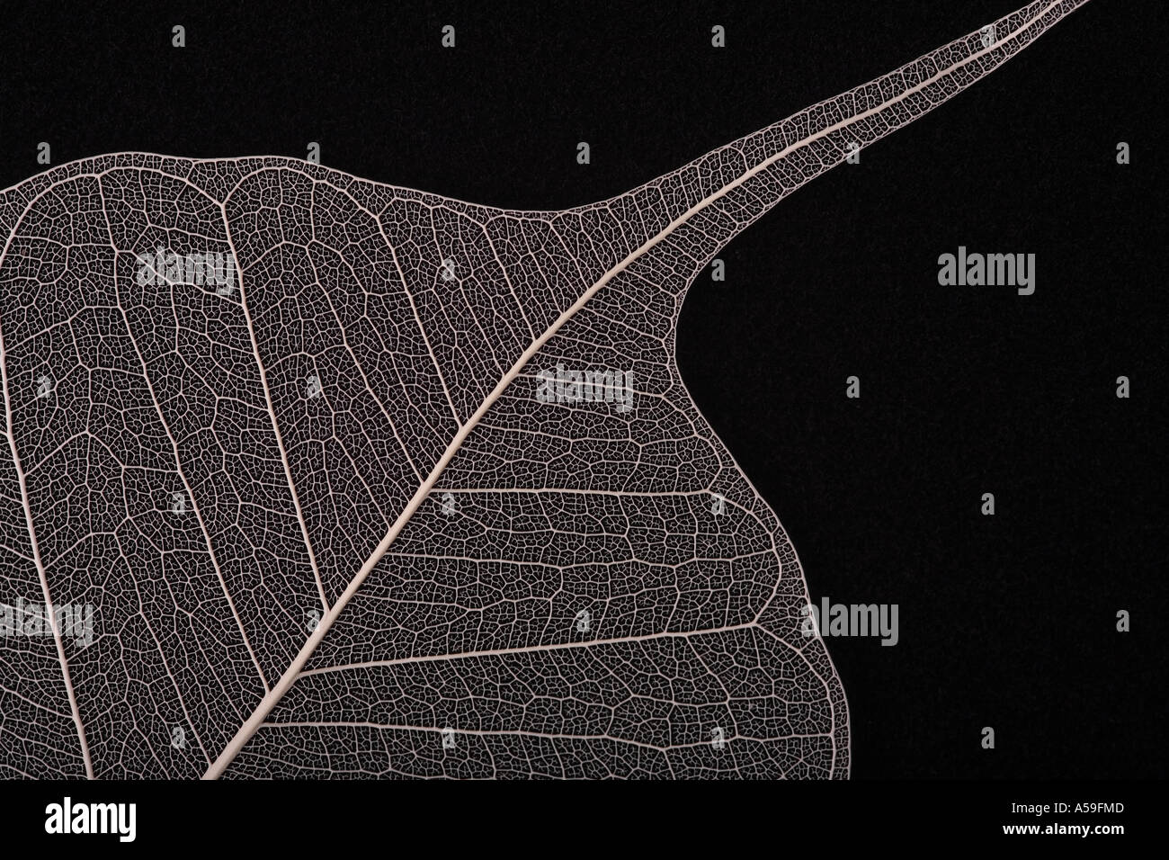 Dry transparent leaf Stock Photo - Alamy