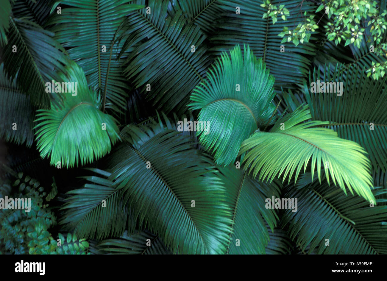 Large Green leaf plants Stock Photo - Alamy