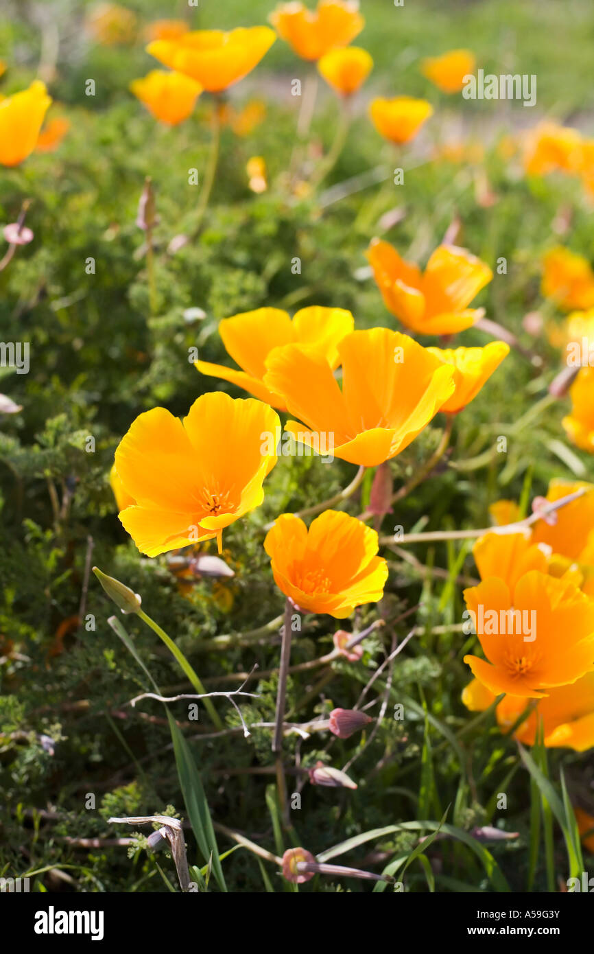 California poppy flower closeup hi-res stock photography and images - Alamy
