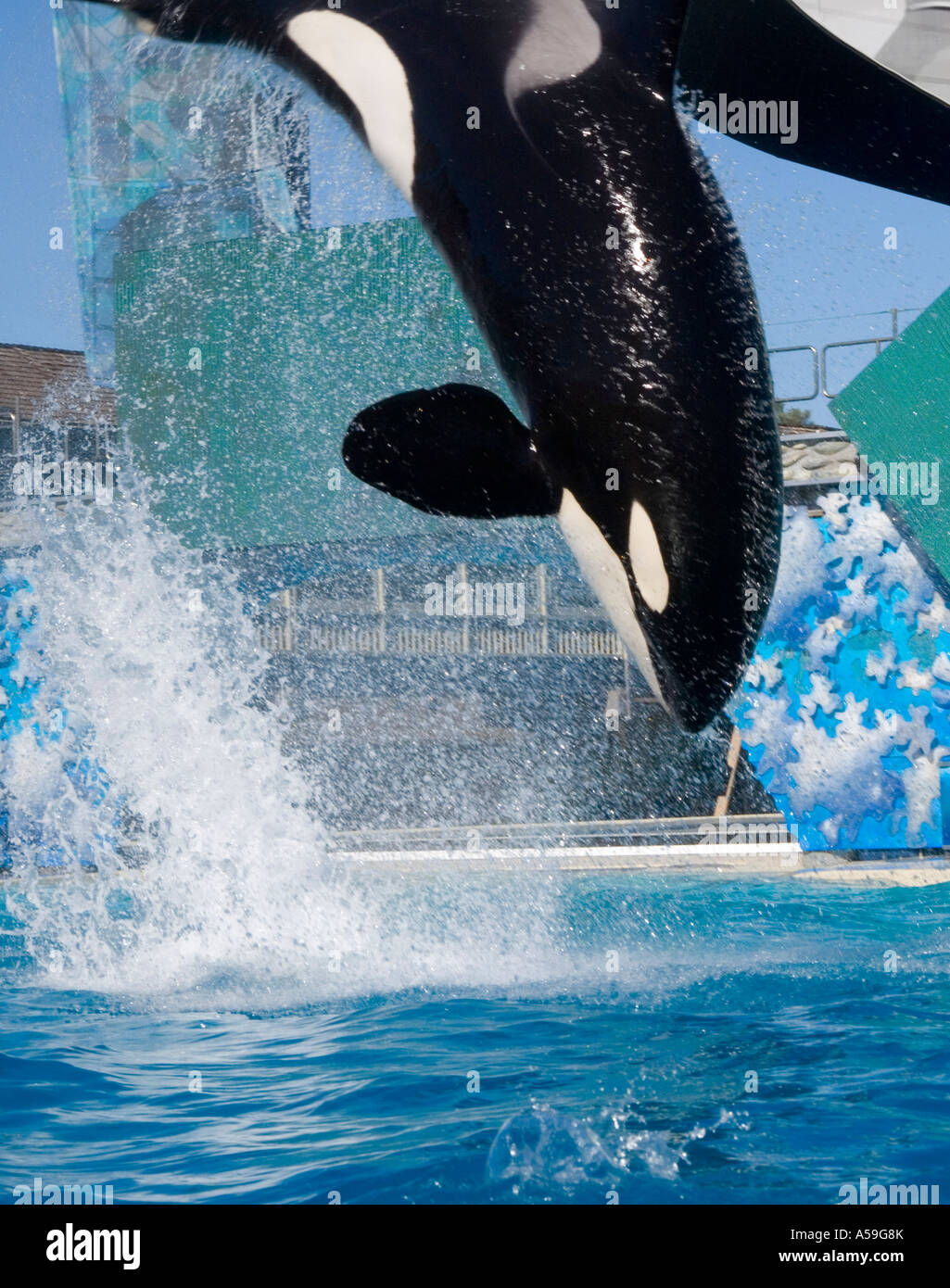 Killer whale orca jumping seaworld hi-res stock photography and images ...