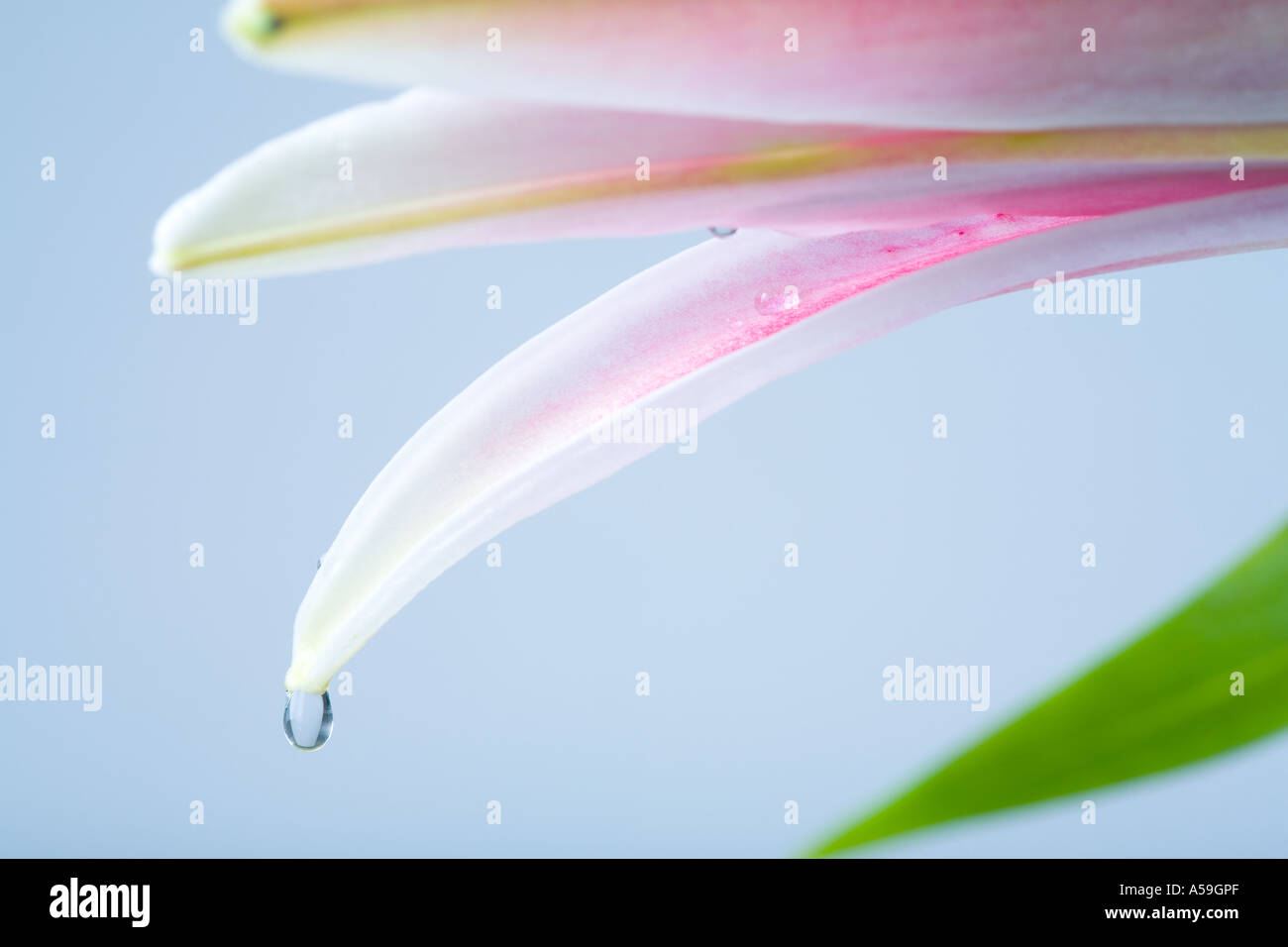 Close-up of lily with a water-drop Stock Photo - Alamy