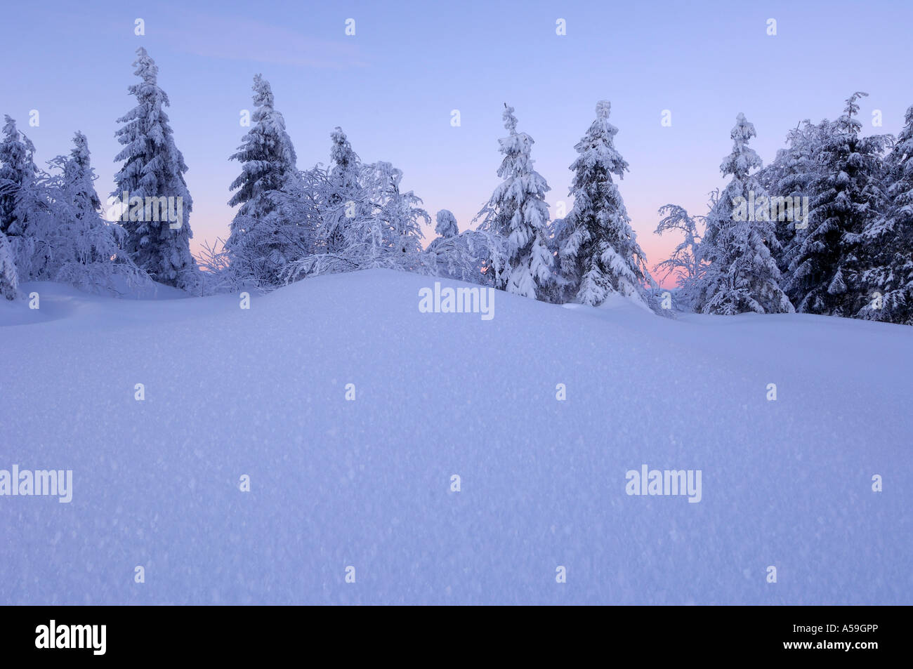 Snow-Covered Trees, Black Forest, Baden-Wurttenburg, Germany Stock ...
