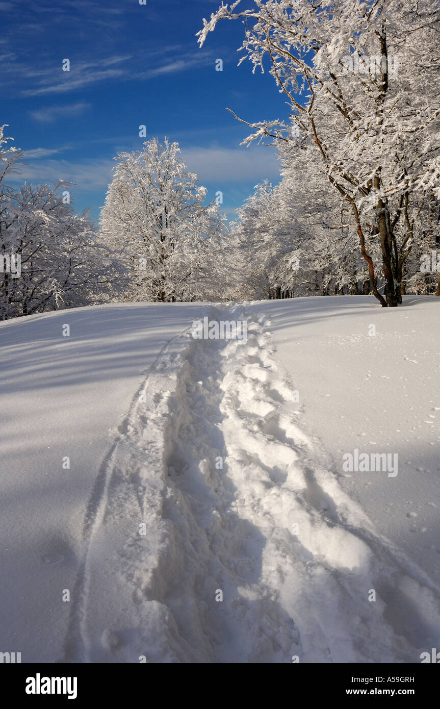 Pathway through woods in snow hi-res stock photography and images - Alamy