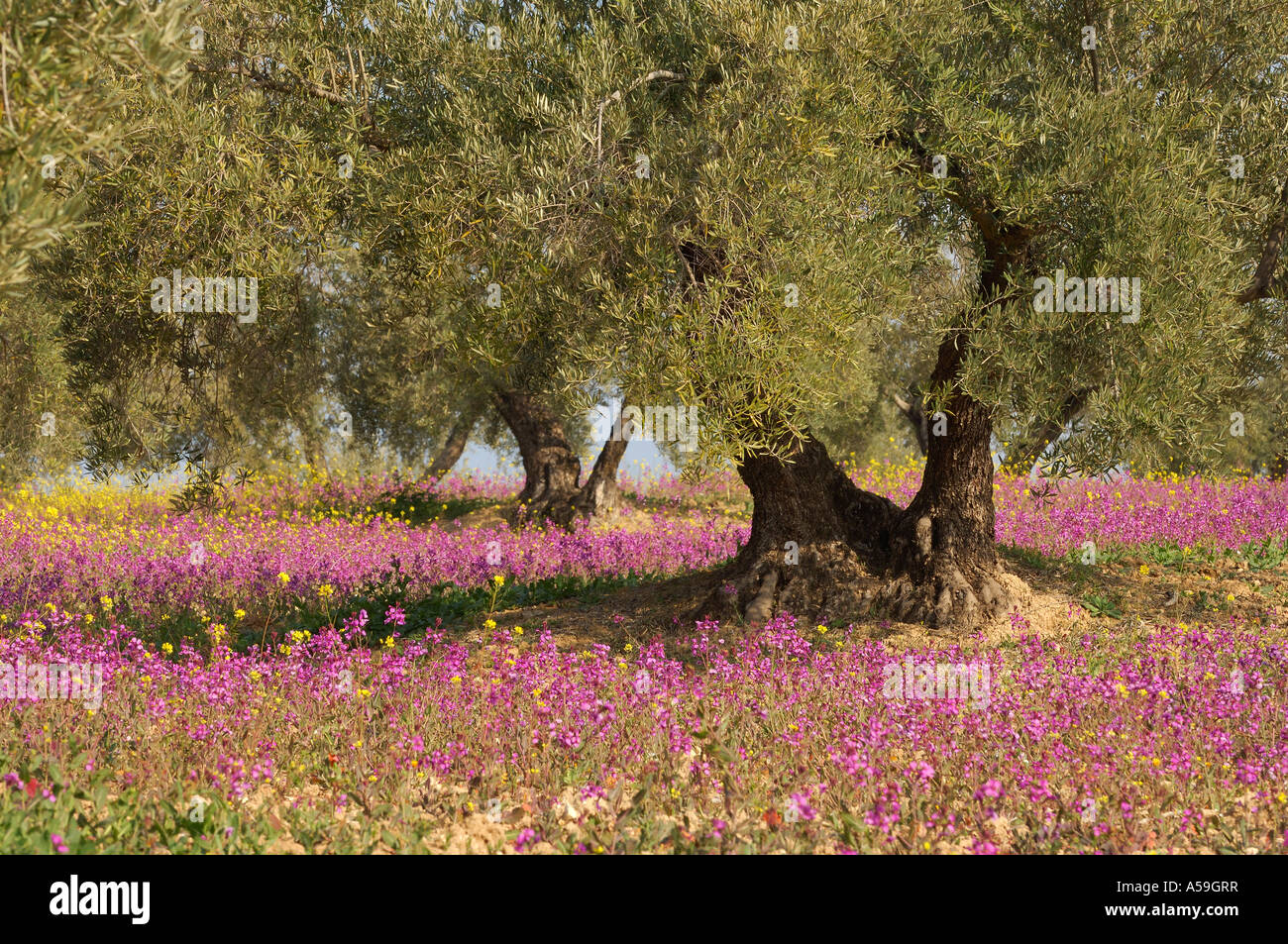 Olive Trees in Grove, Andalucia, Jaen Province, Spain Stock Photo - Alamy