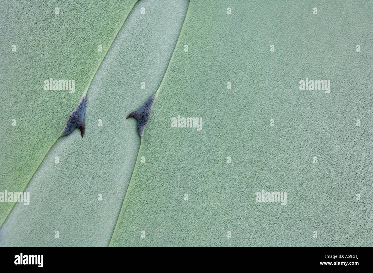 Close-Up of Thorns of Agave Plant Stock Photo - Alamy