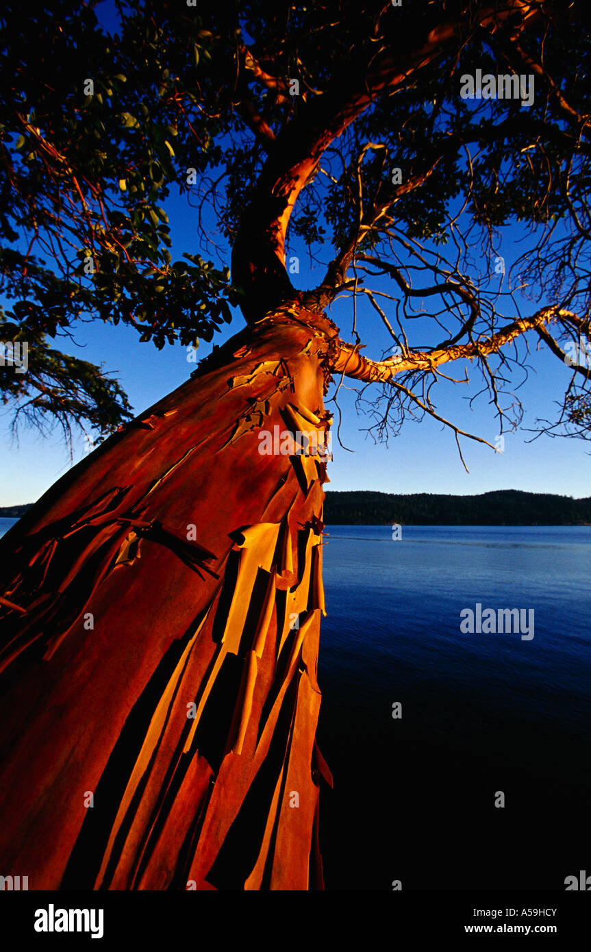 Arbutus Tree, British Columbia, Canada Stock Photo - Alamy