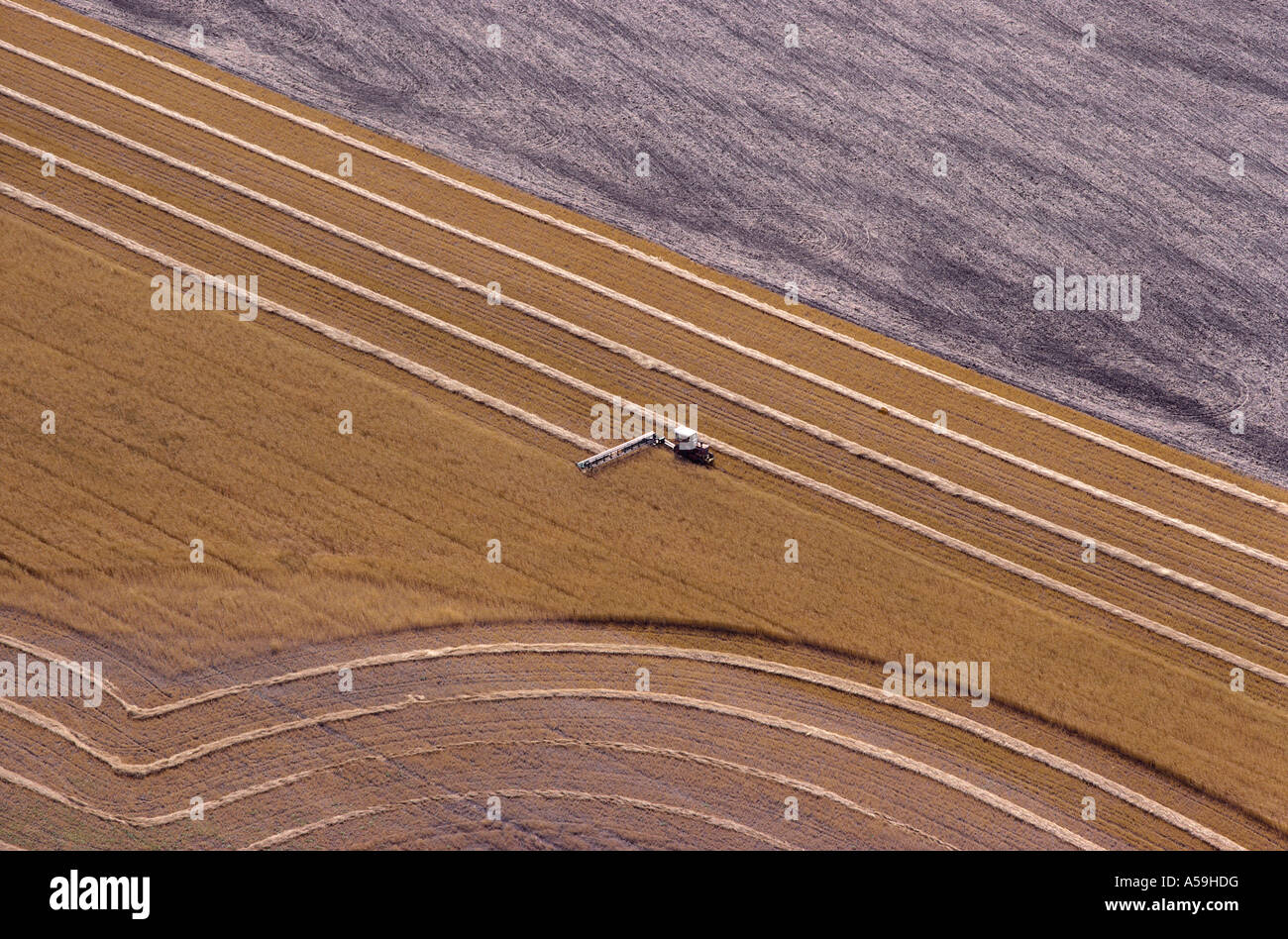 Wheat Swathing, Saskatchewan, Canada Stock Photo - Alamy