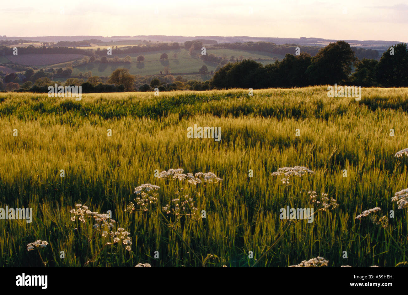 Tall grass fields hi-res stock photography and images - Alamy