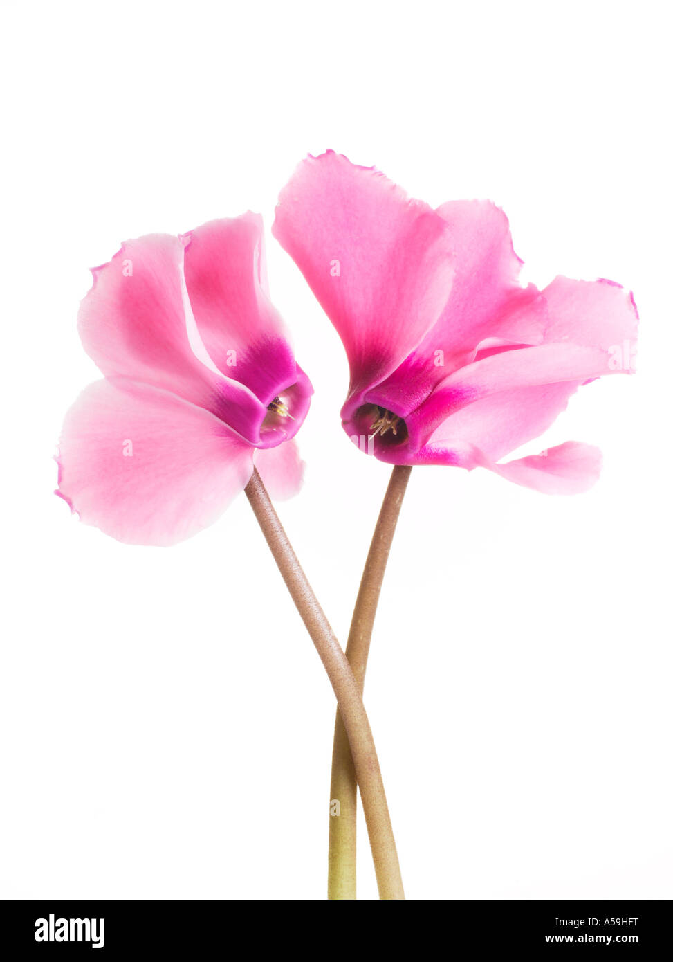 Two flowers intertwined hi-res stock photography and images - Alamy