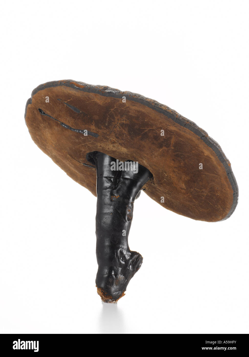 Old Mushroom High Resolution Stock Photography and Images - Alamy