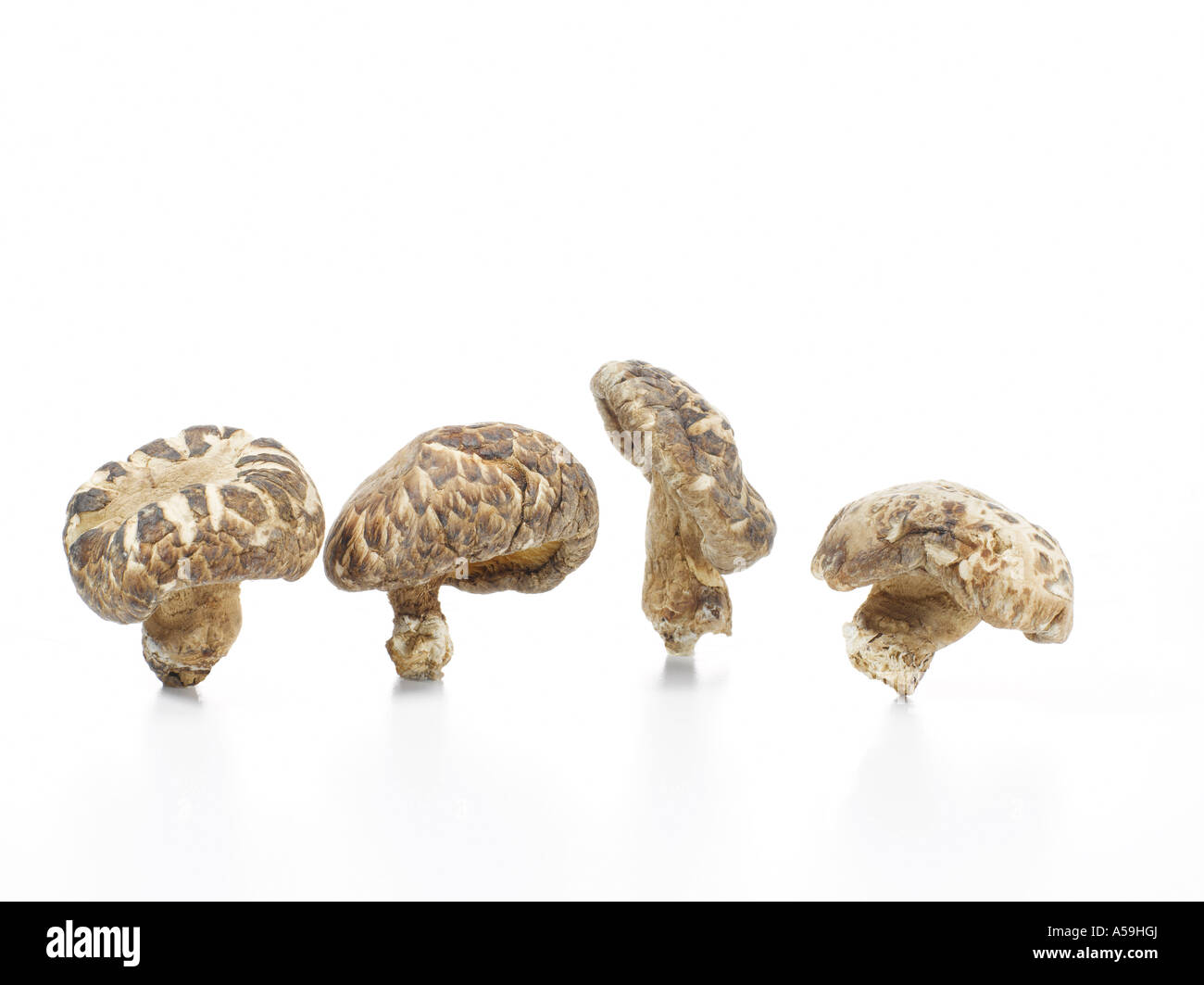 Inside of mushroom Cut Out Stock Images & Pictures - Alamy