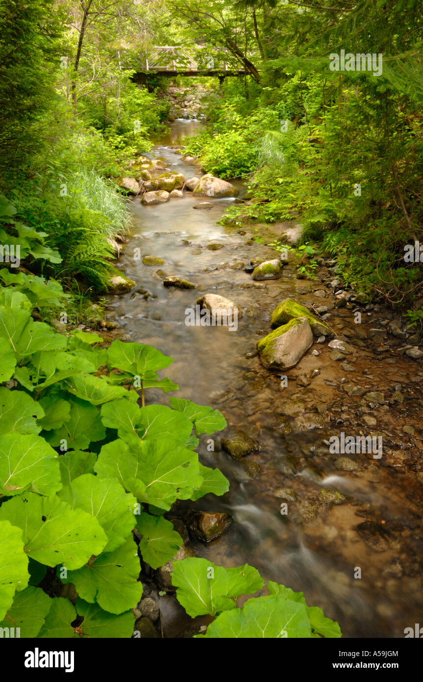 Bridge Over a Stream In A Forest Stock Photo - Alamy