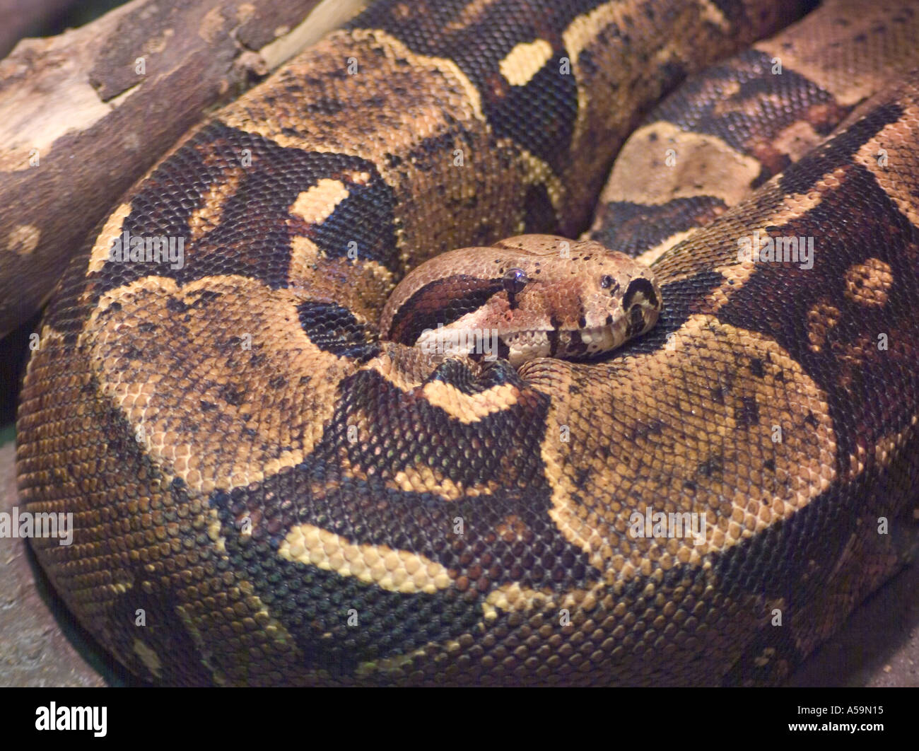 curled up snake Stock Photo - Alamy