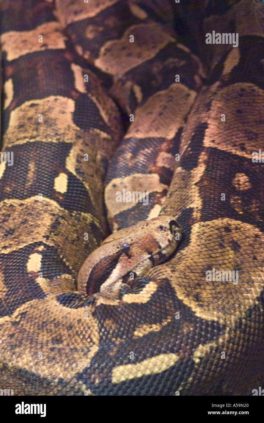 Boa constrictor curled up snake hi-res stock photography and images - Alamy