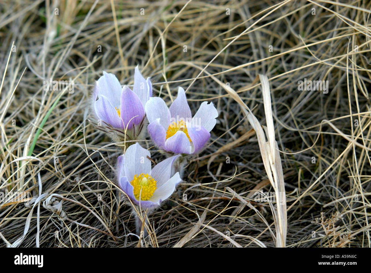 Purple crocus field blue hi-res stock photography and images - Alamy