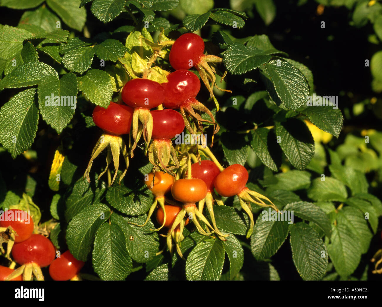 Grow rose hips hi-res stock photography and images - Alamy