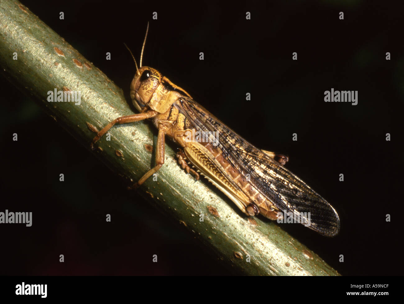 Plague plant hi-res stock photography and images - Alamy