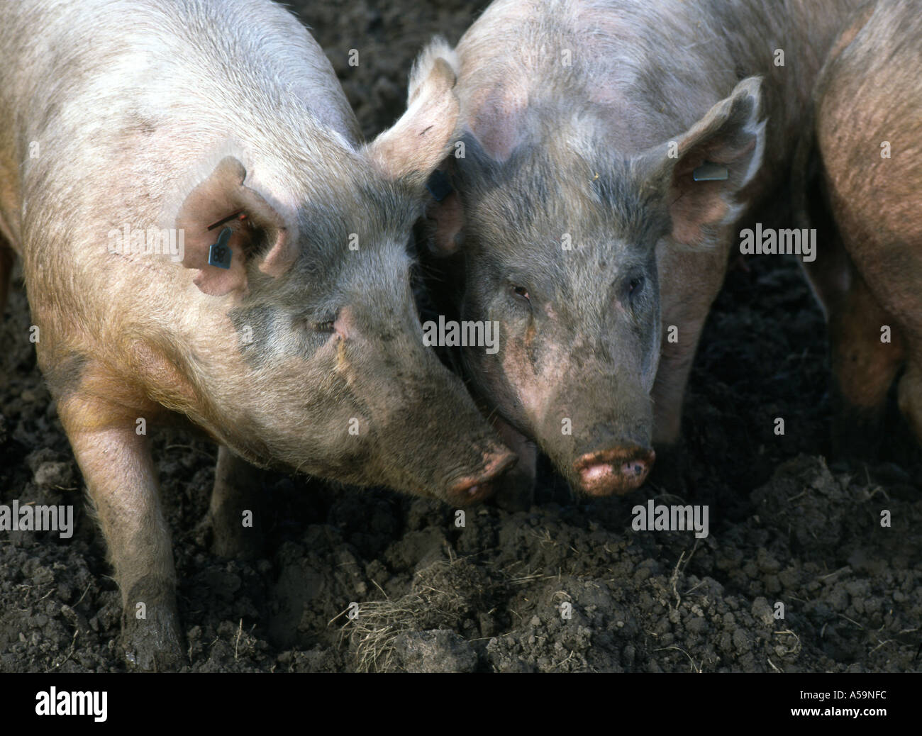 On farm pigs bred pig hi-res stock photography and images - Alamy