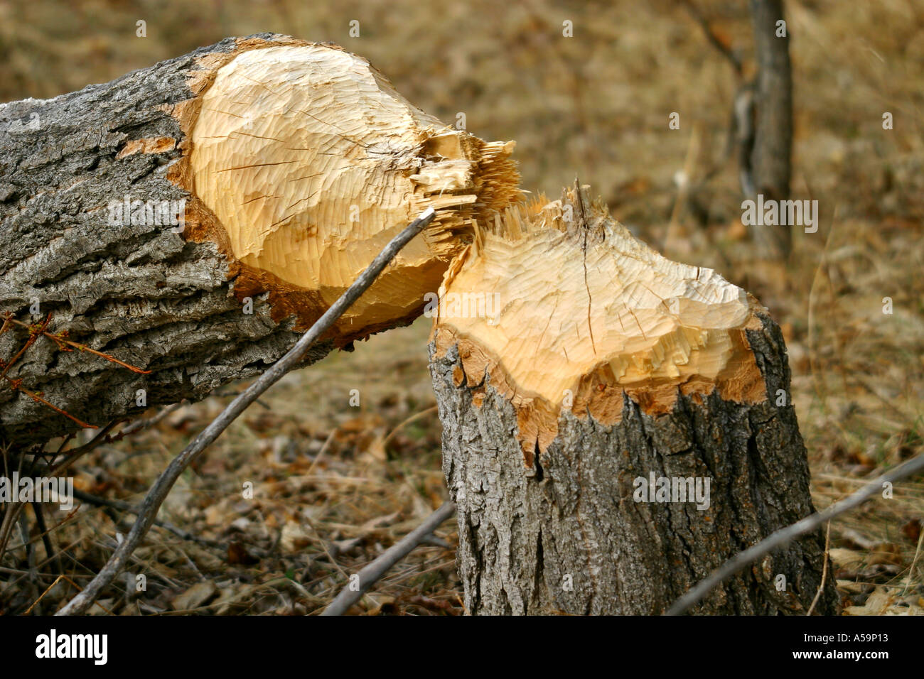 Wildlife of North America, damage to tree done by Beaver, castor ...