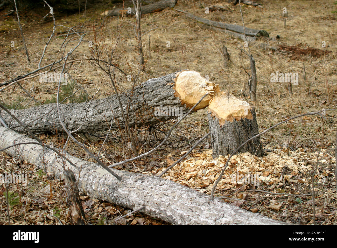Wildlife of North America, damage to tree done by Beaver, castor ...