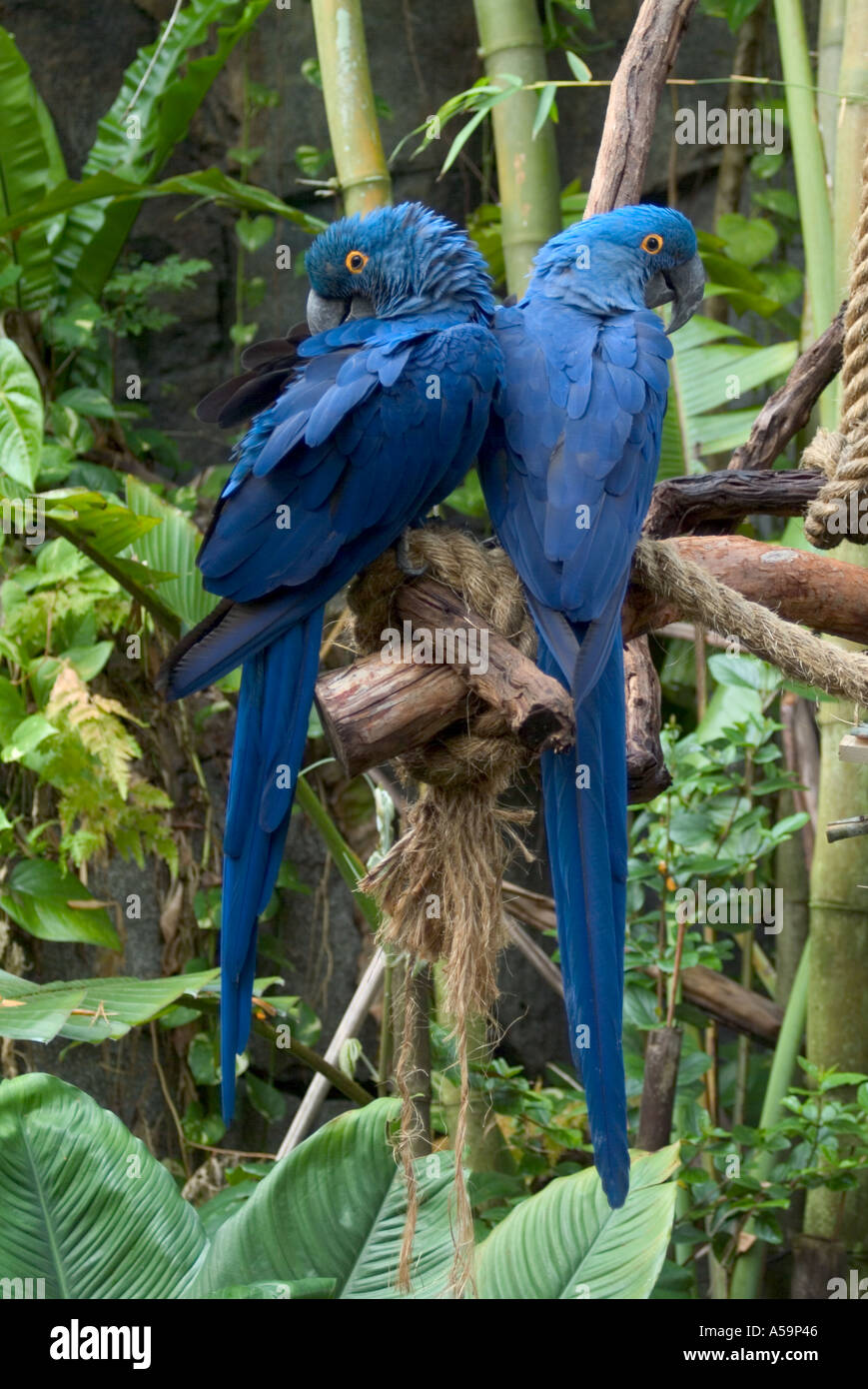 Two blue parrots on hi-res stock photography and images - Alamy