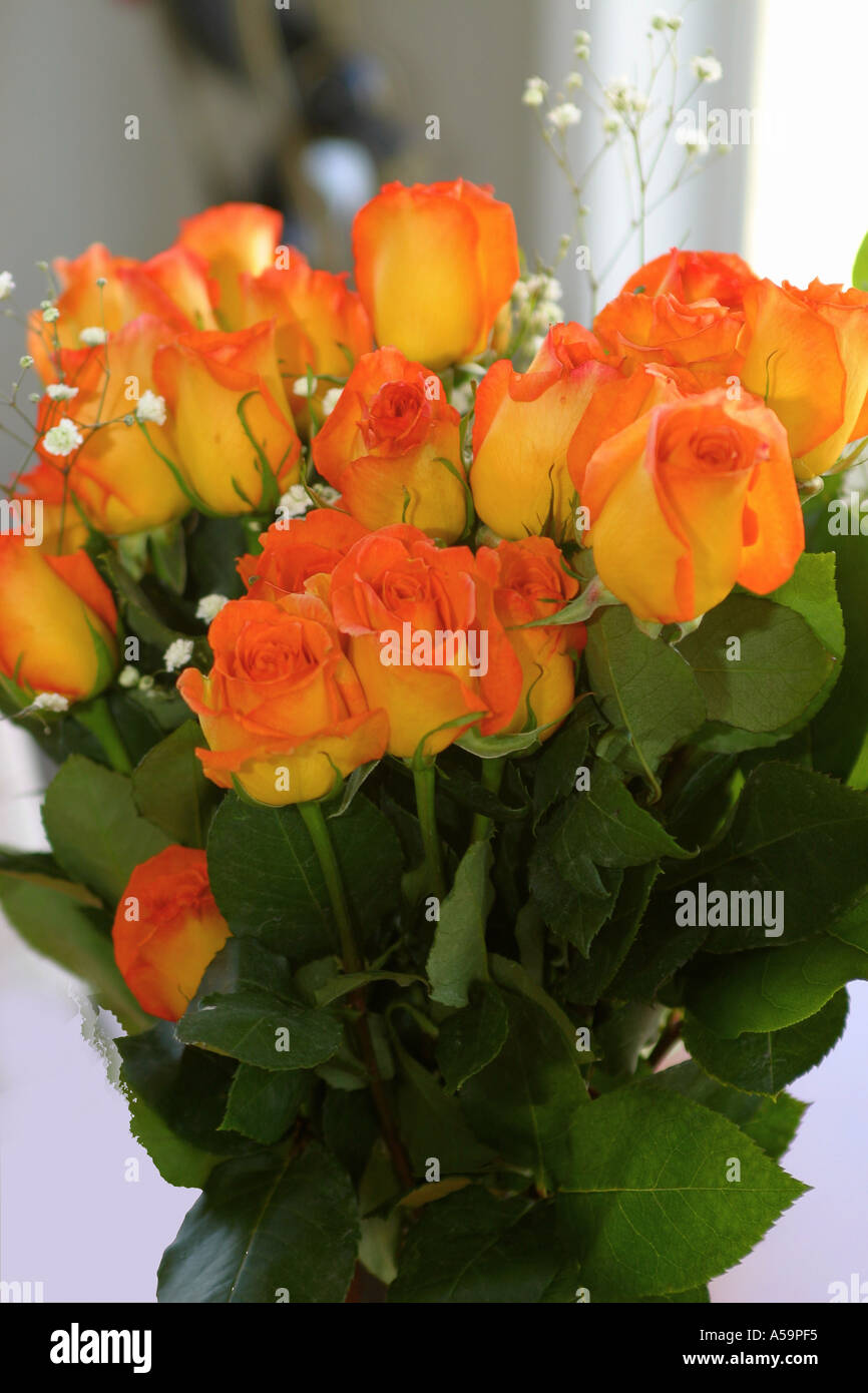 Ruby orange flowers hi-res stock photography and images - Alamy