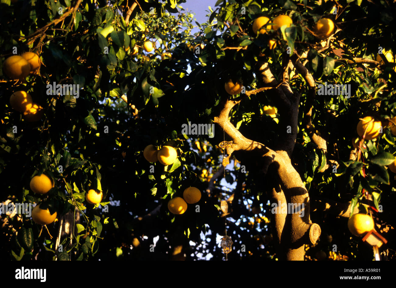 Lemon tree at Sour Southern Lebanon Stock Photo - Alamy