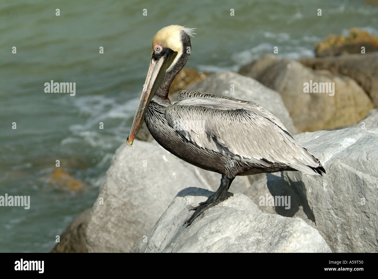 Florida water birds on constant look out for food Stock Photo - Alamy