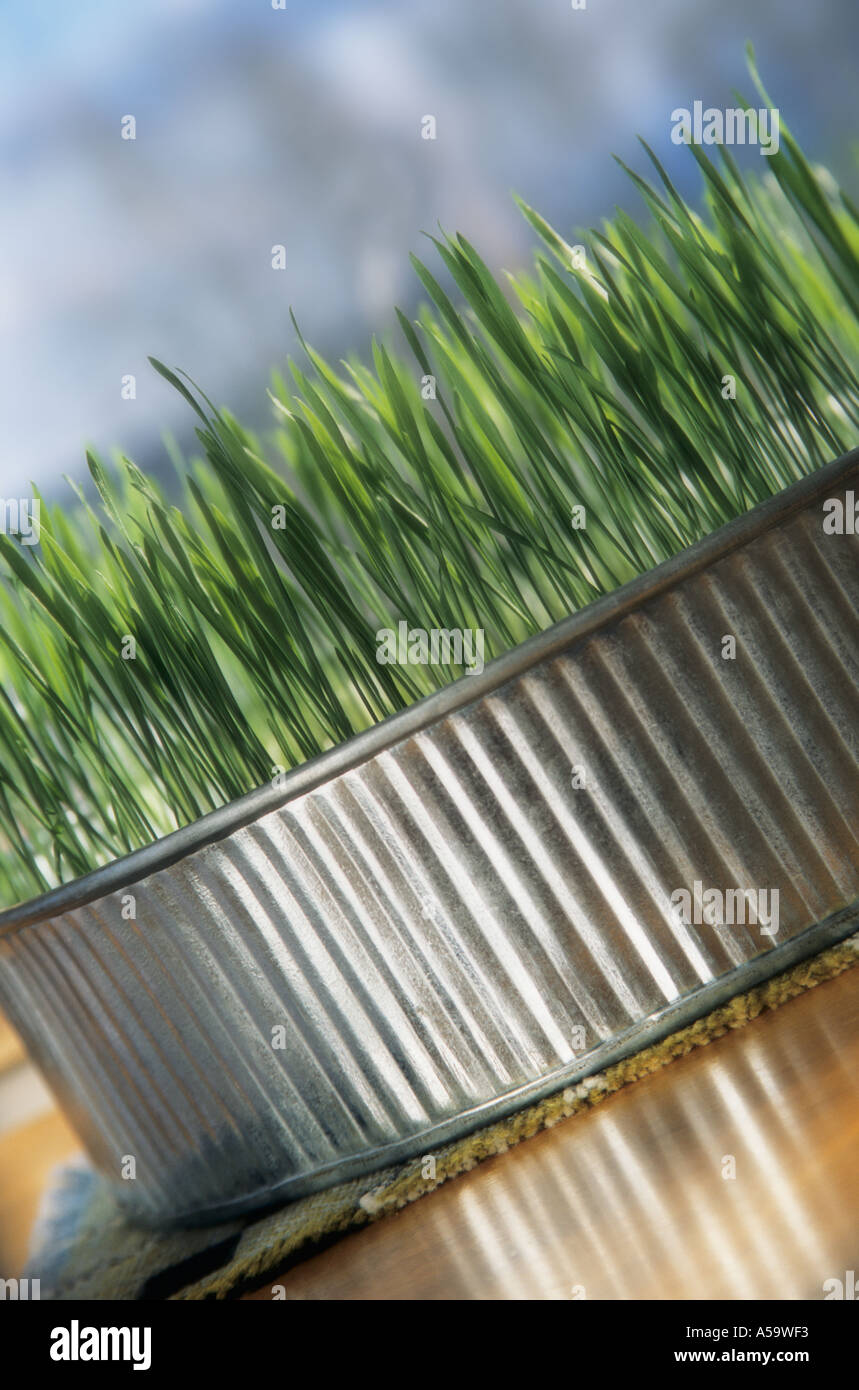 Interior design grass growing indoors hi-res stock photography and ...