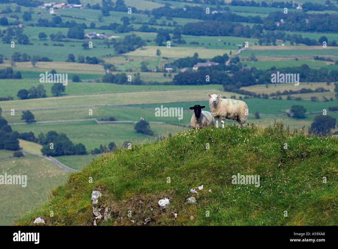 Sheep peak district cliff hi-res stock photography and images - Alamy