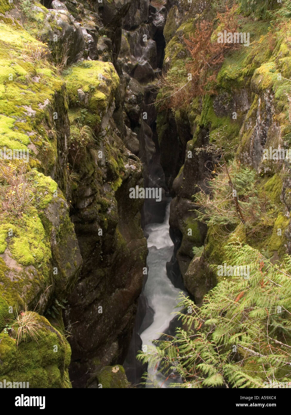 Box canyon of the Cowlits River Mount Ranier National Park Washington ...