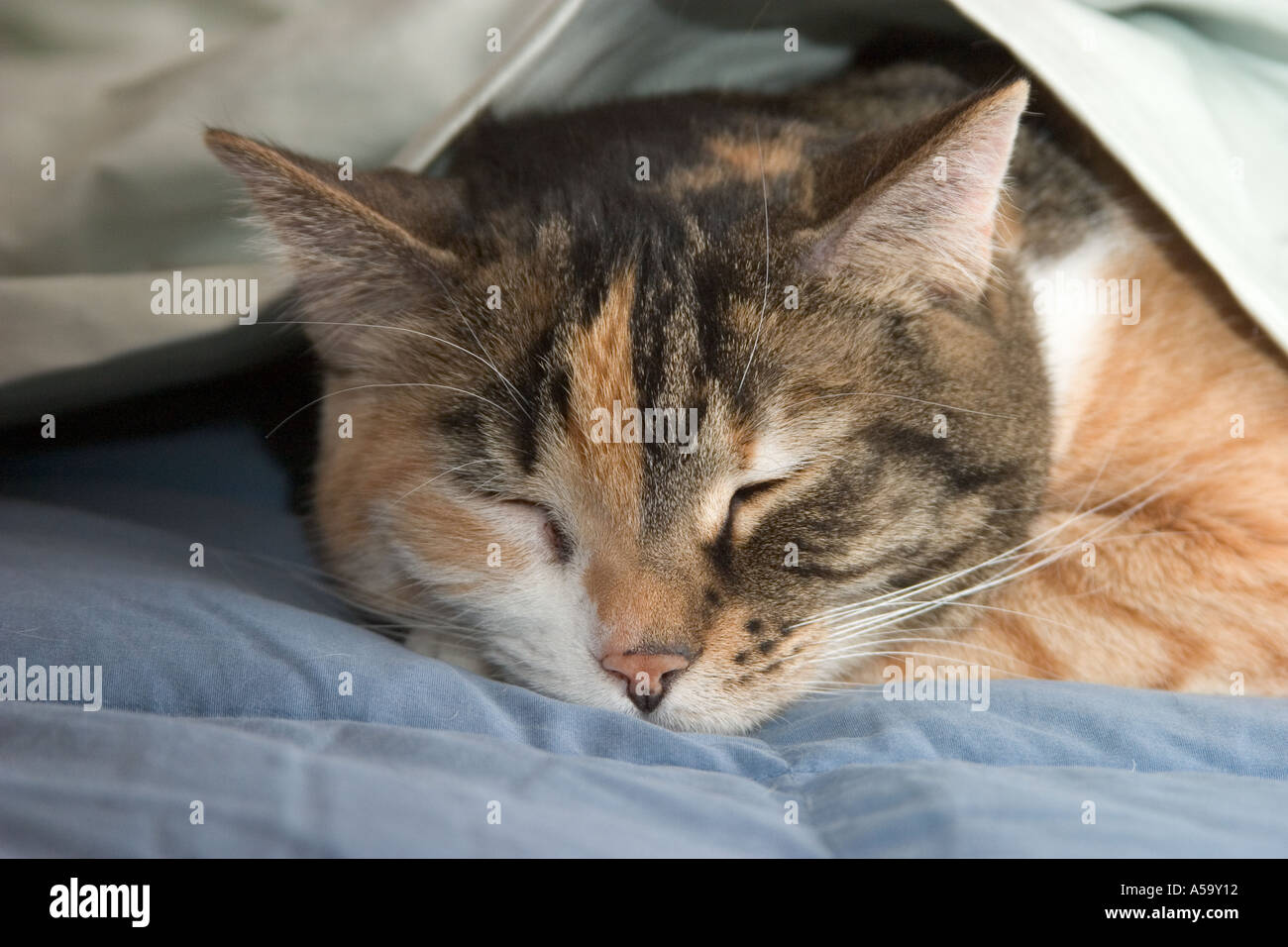 Calico cat napping hi-res stock photography and images - Alamy
