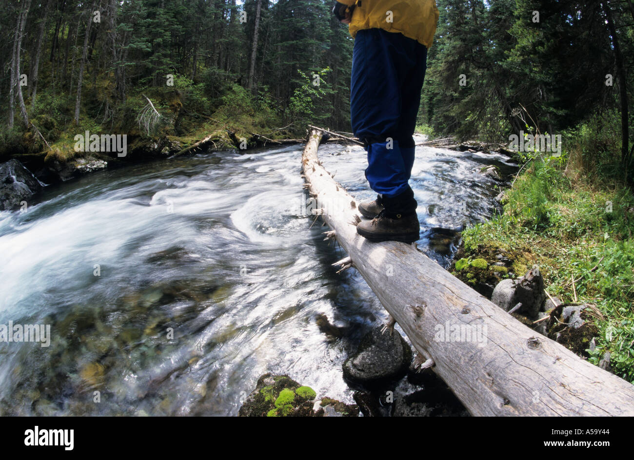 Hiker crossing creek on log Driftwood Creek Babine Mountains Provincial ...