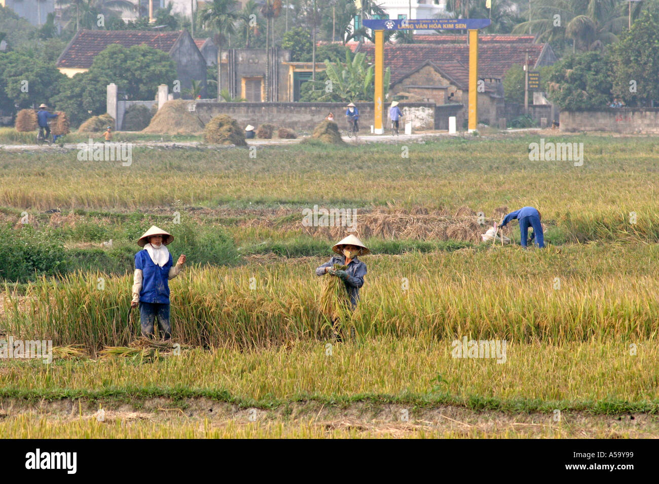 Traditionally attired ladies harvesting rice in North Vietnam Stock ...