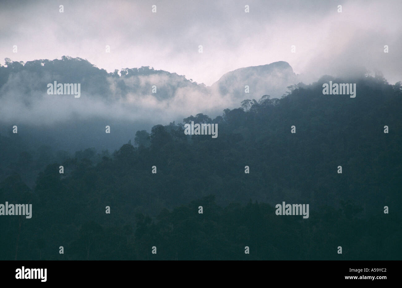 Mist rolling over the jungle canopy in Khao Sok National Park Surat ...