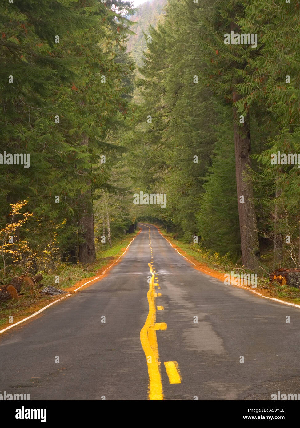 Two lane road through forest Mount Ranier National Park Washington USA ...