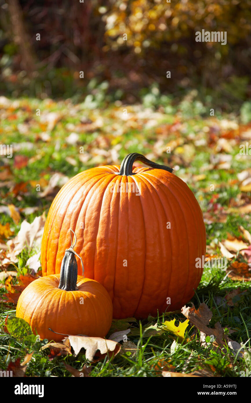 Pumpkins in Autumn Field Stock Photo - Alamy