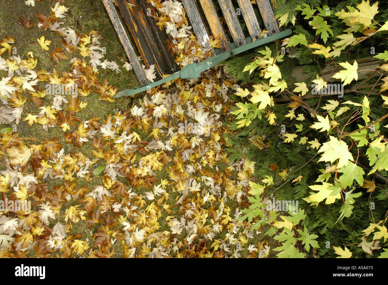 Autumn leaves Bench Stock Photo - Alamy