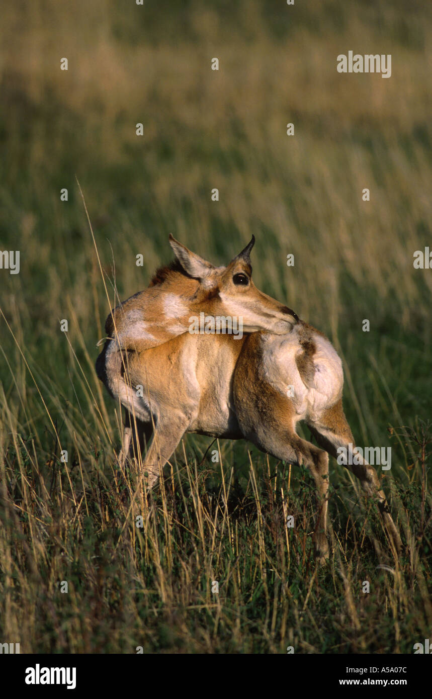 Young pronghorn antelope scratches itching backside Stock Photo - Alamy