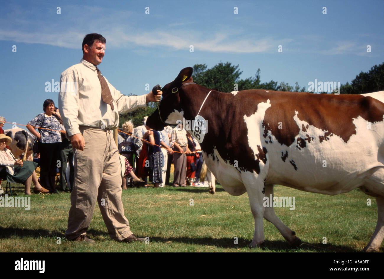 Devonshire cow hi-res stock photography and images - Alamy