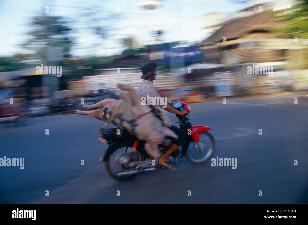 Carrying a pig hi-res stock photography and images - Alamy