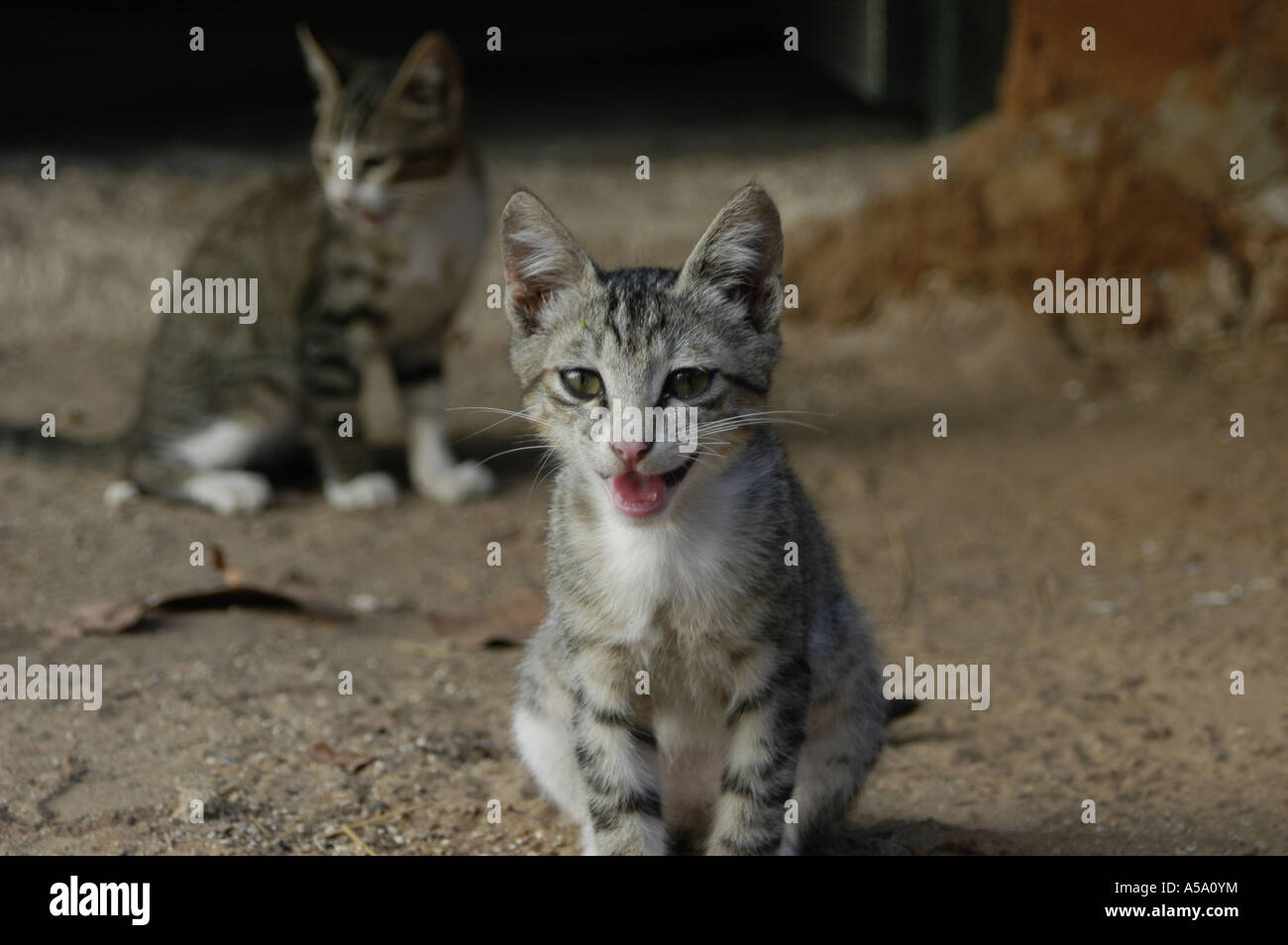 Small grey cats Stock Photo - Alamy