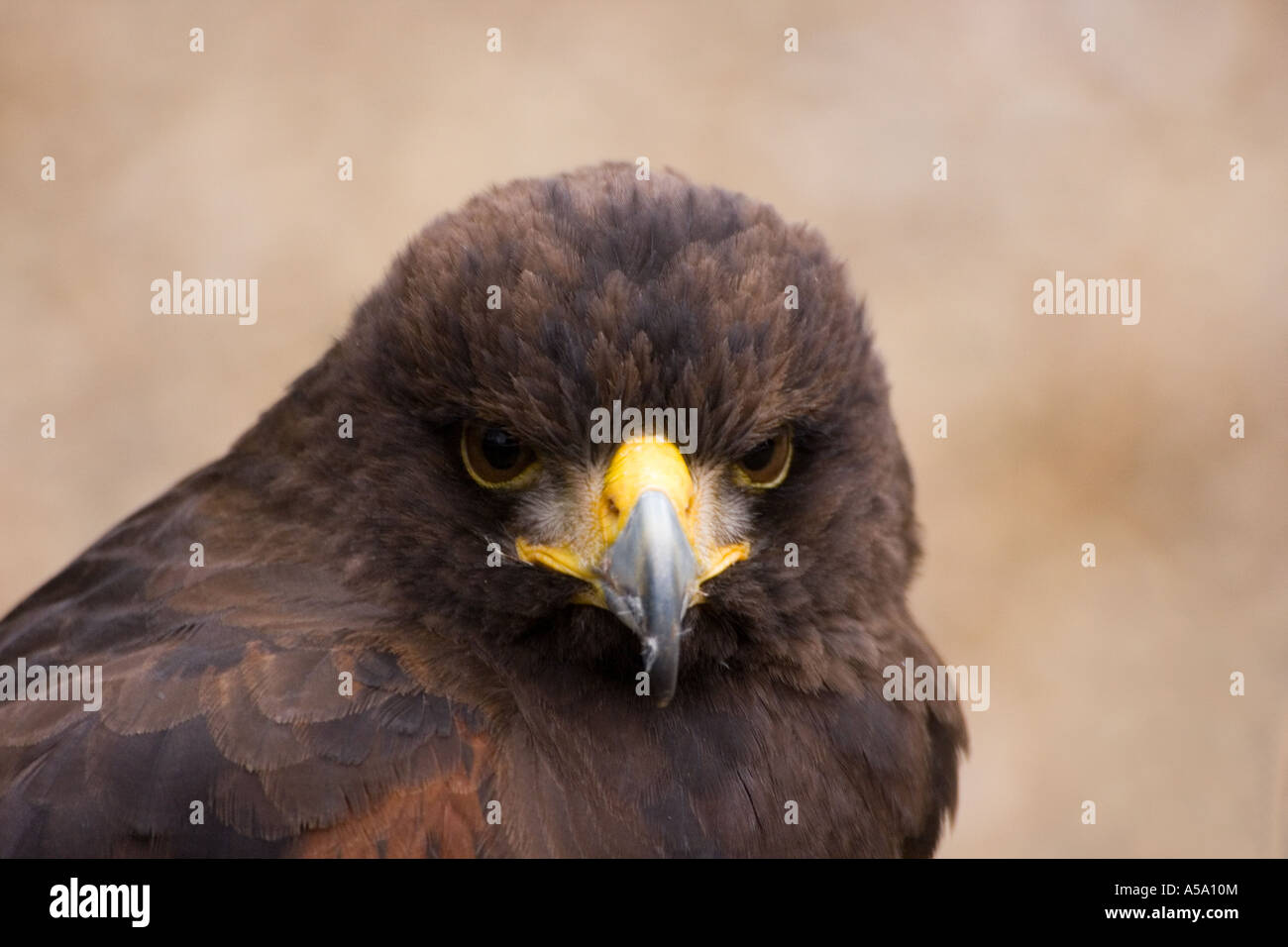 Harris hawk habitat hi-res stock photography and images - Alamy