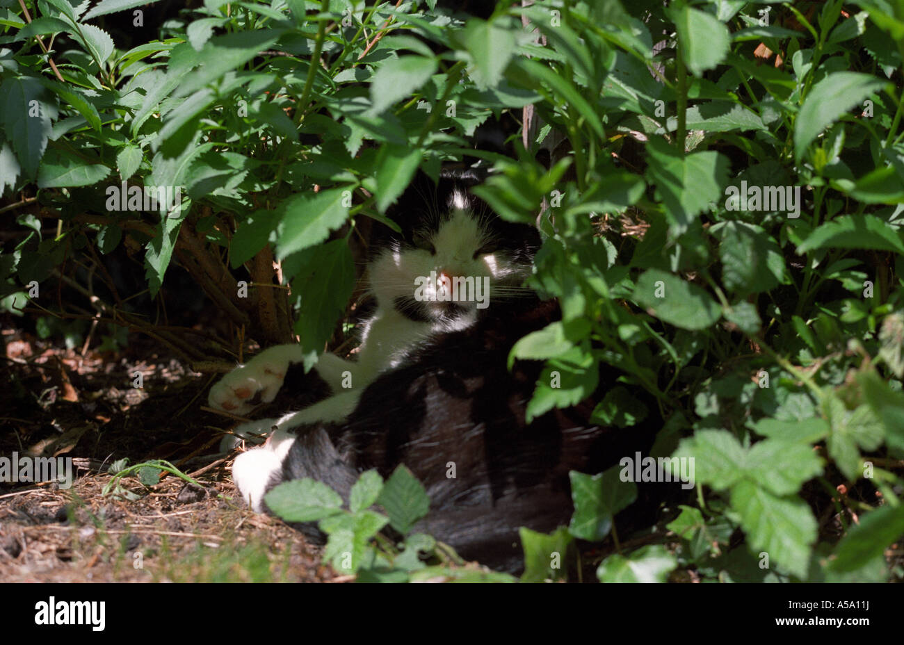 Hiding under bushes hi-res stock photography and images - Alamy