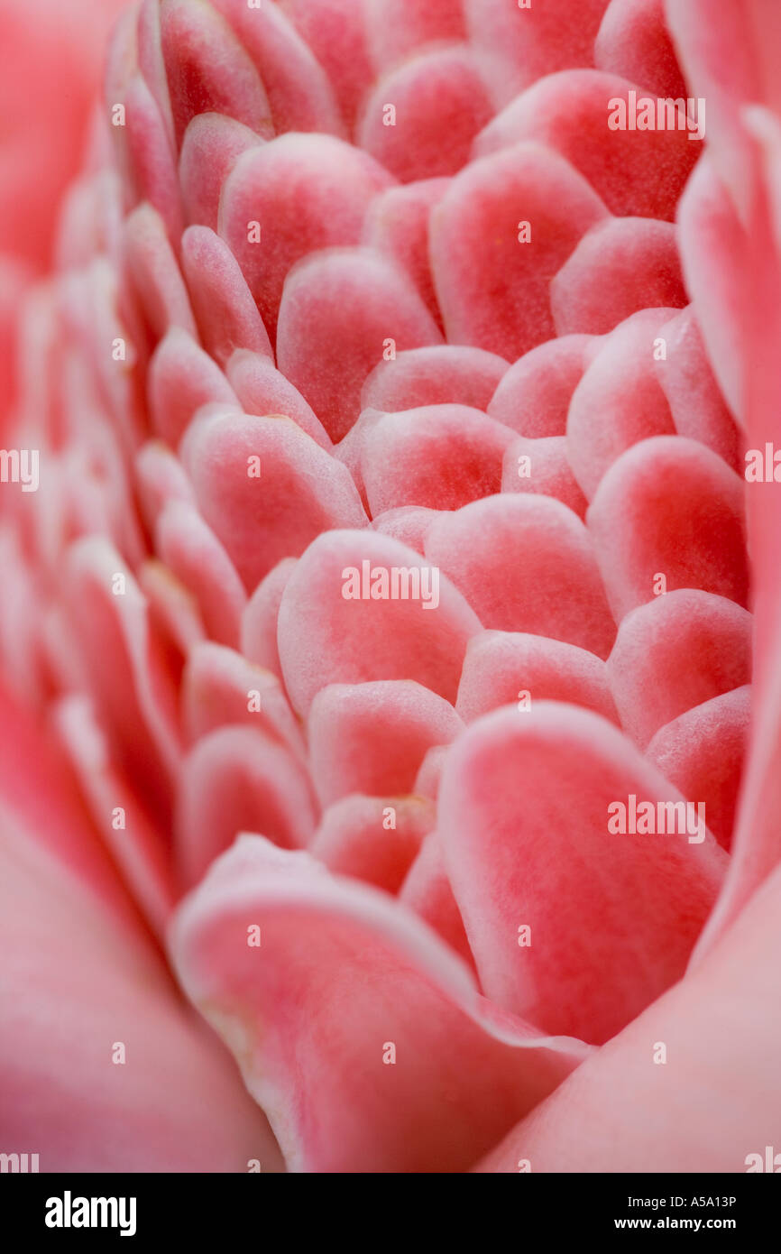 Magnificent delicate softness of a "Pink Torch Ginger", "Rose de ...