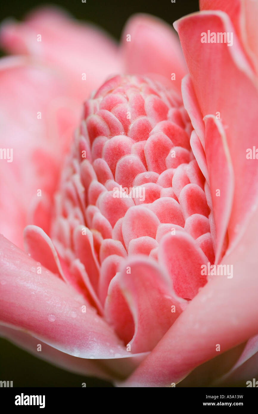 Magnificent delicate softness of a "Pink Torch Ginger", "Rose de ...