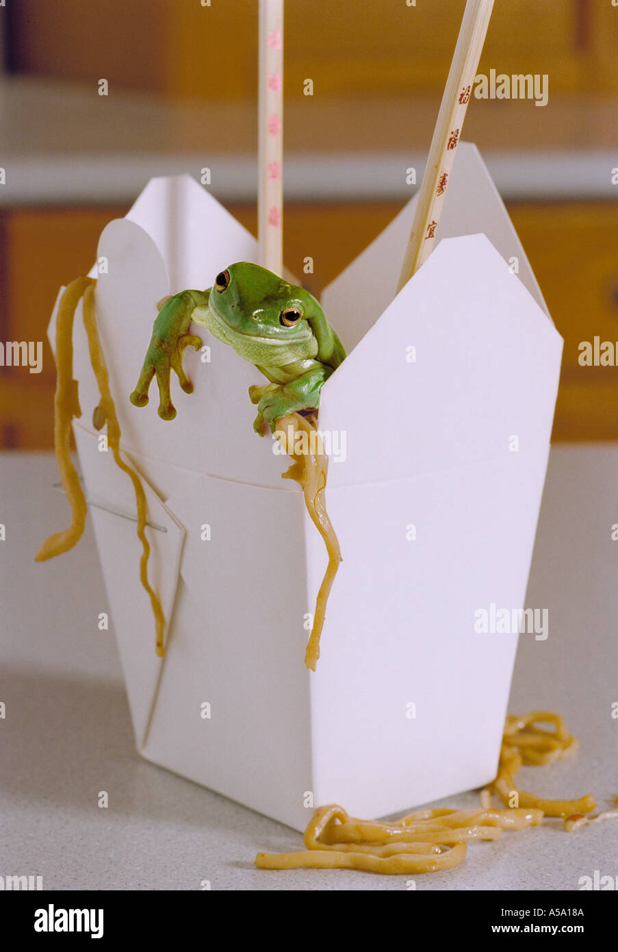 Frog in Take out Box Stock Photo - Alamy
