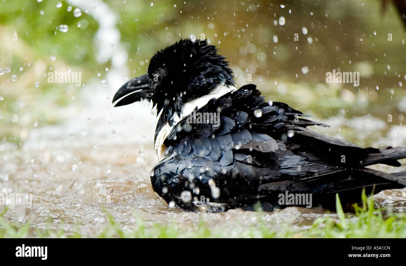 Pied Crow Bathing (Corvus albus Stock Photo - Alamy